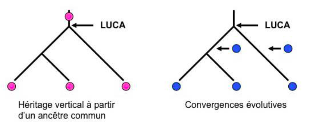 Comment prouver que LUCA est notre ancêtre à tous